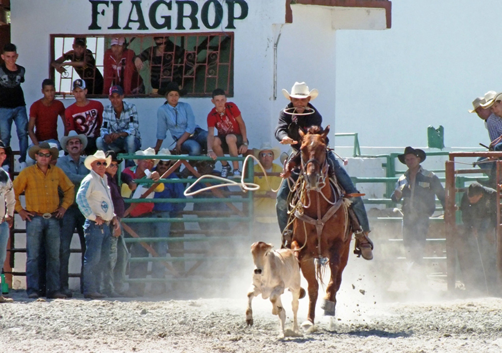 Pura adrenalina en el rodeo cubano